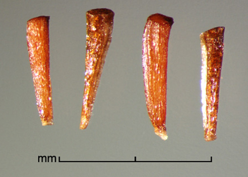 Myrtaceae | Fruit and Seed Family ID