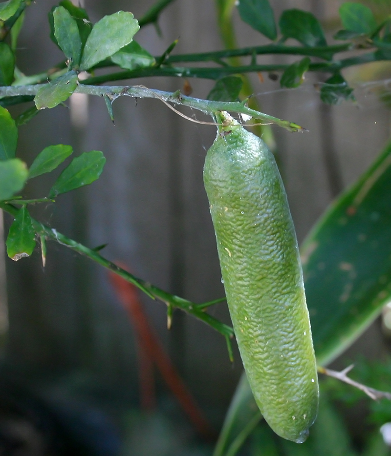 Rutaceae | Fruit and Seed Family ID