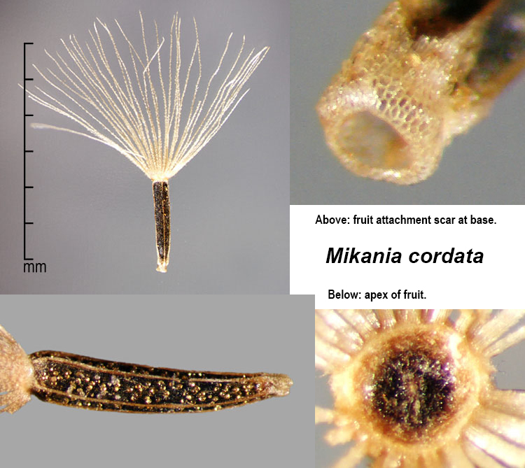 Asteraceae | Fruit and Seed Family ID