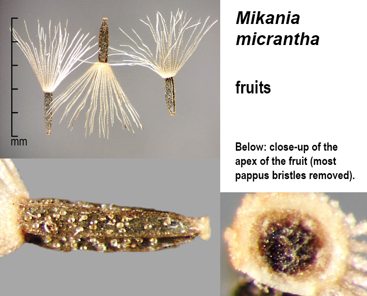 Asteraceae | Fruit and Seed Family ID