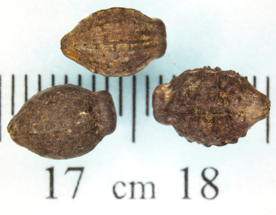 Nyctaginaceae | Fruit and Seed Family ID