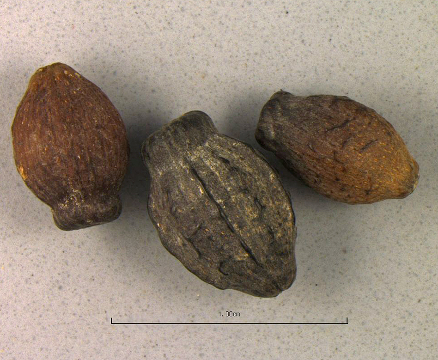 Nyctaginaceae | Fruit and Seed Family ID