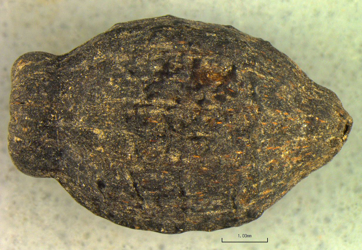 Nyctaginaceae | Fruit and Seed Family ID