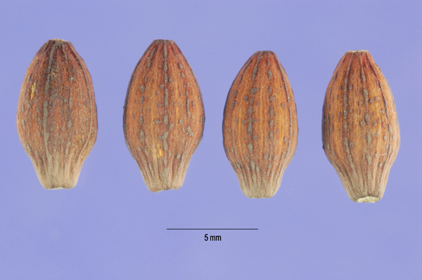 Nyctaginaceae | Fruit and Seed Family ID