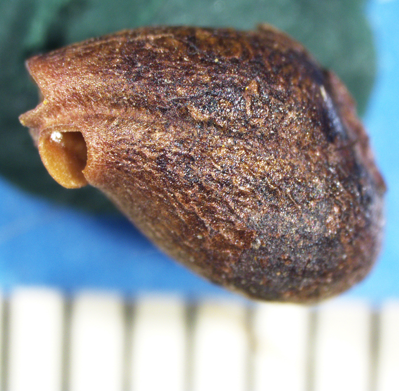 Plantaginaceae | Fruit and Seed Family ID