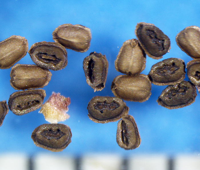 Plantaginaceae | Fruit and Seed Family ID