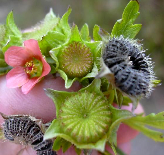 Malvaceae | Fruit and Seed Family ID