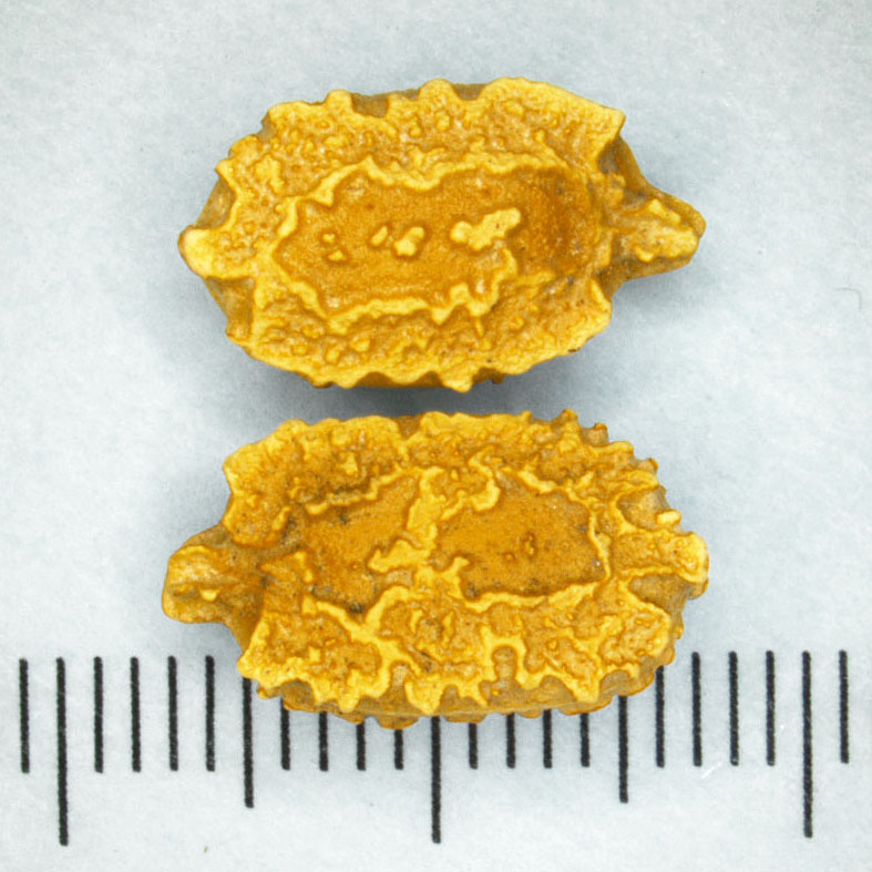 Cucurbitaceae | Fruit and Seed Family ID