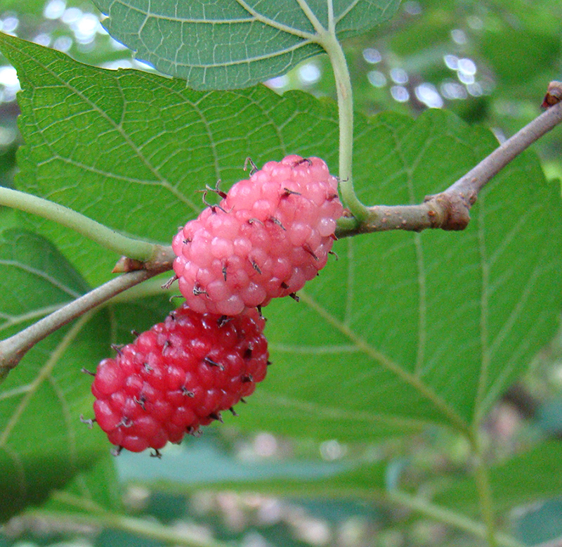 Moraceae | Fruit and Seed Family ID