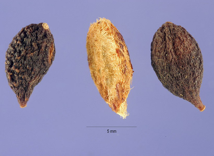 Rutaceae | Fruit and Seed Family ID