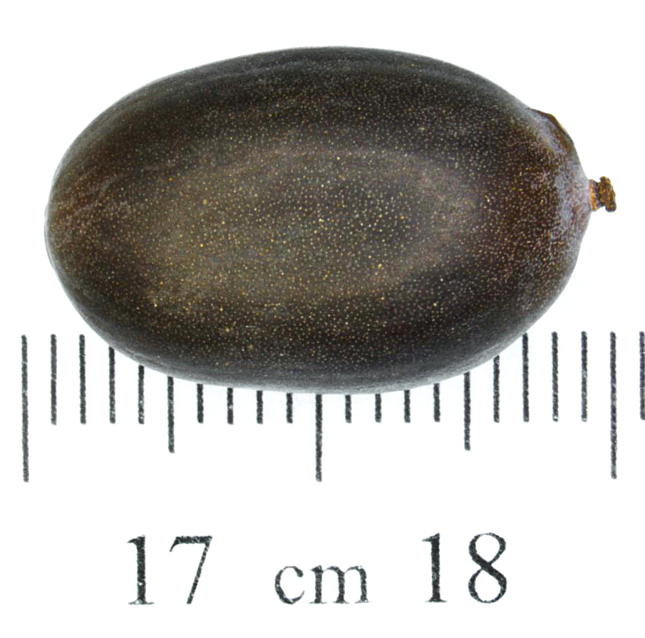 Nelumbonaceae | Fruit and Seed Family ID