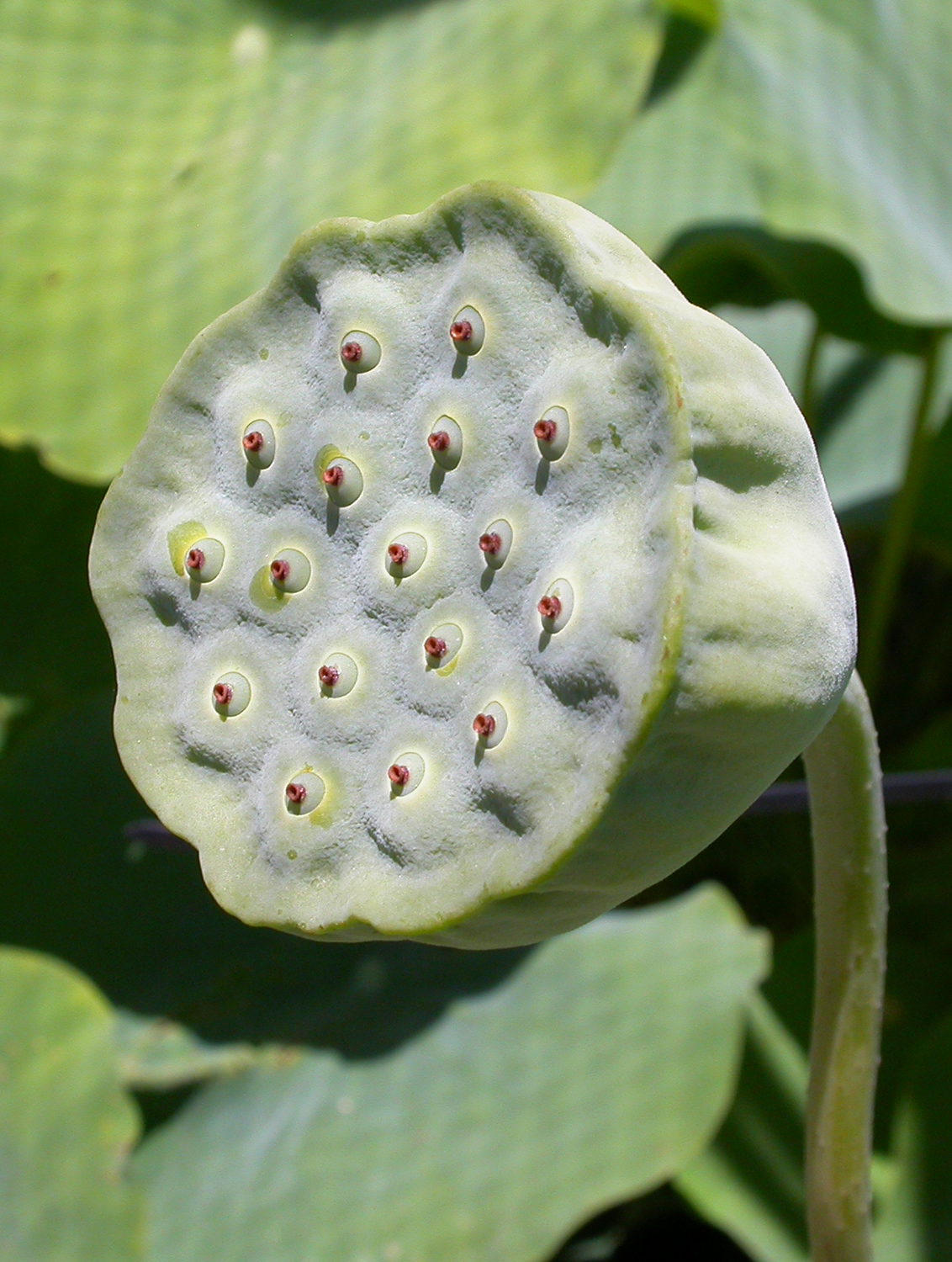 Nelumbonaceae | Fruit and Seed Family ID