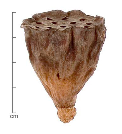 Nelumbonaceae | Fruit and Seed Family ID