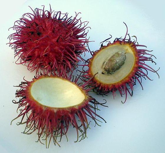 Sapindaceae | Fruit and Seed Family ID