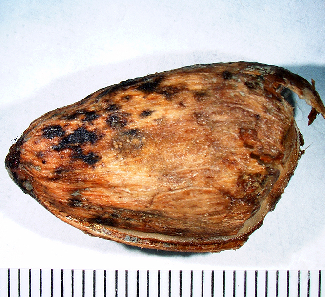 Sapindaceae | Fruit and Seed Family ID