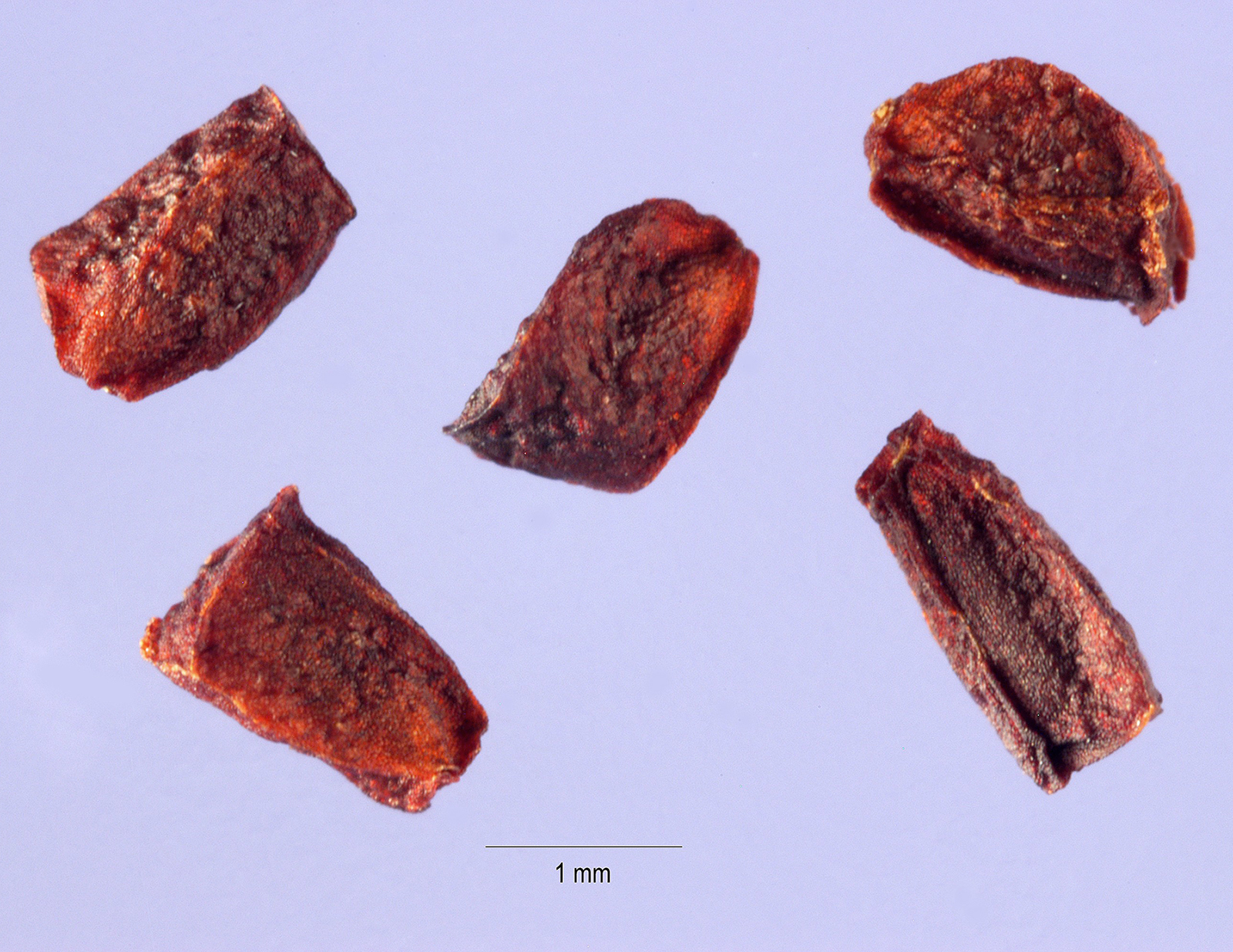 Onagraceae | Fruit and Seed Family ID