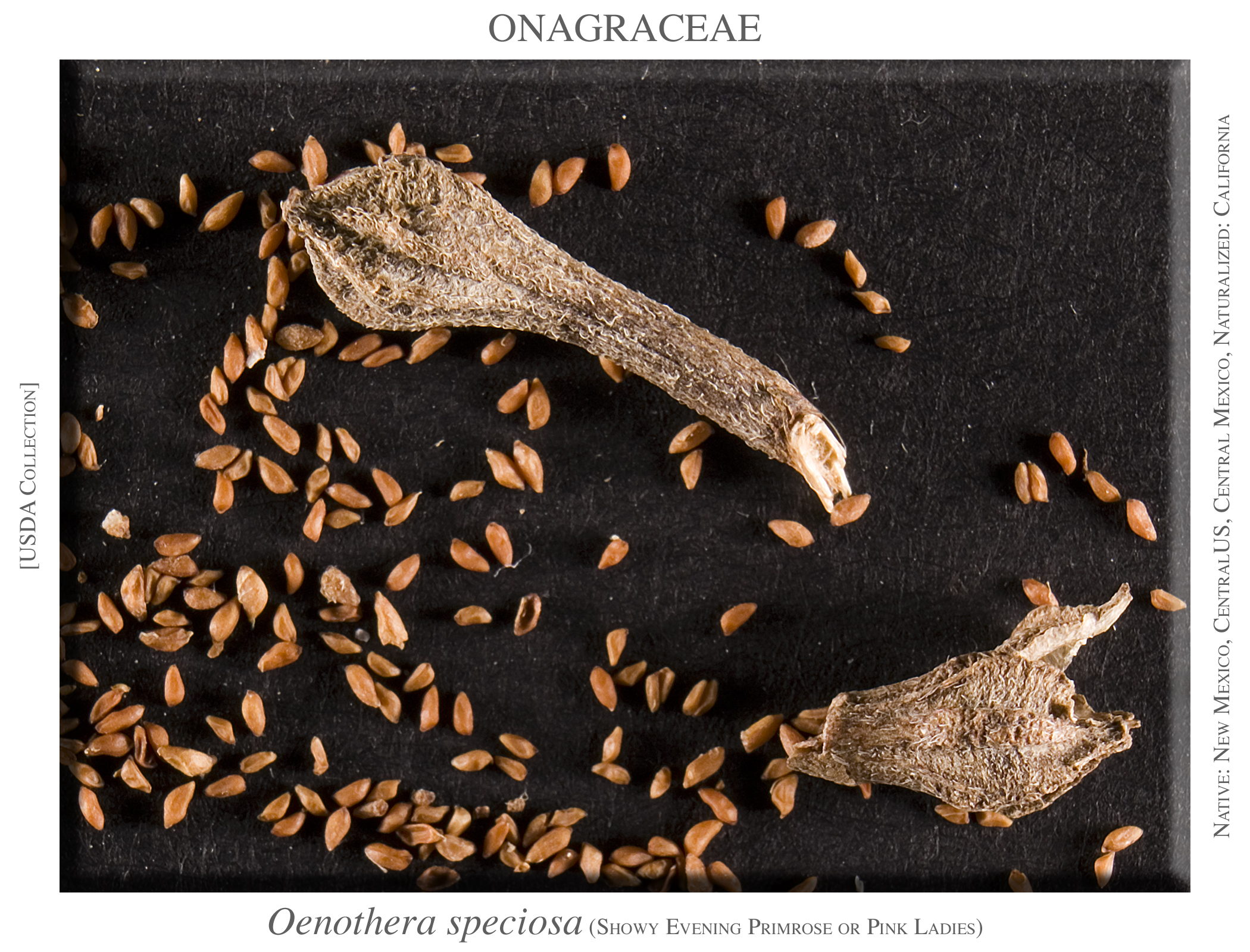 Onagraceae | Fruit and Seed Family ID