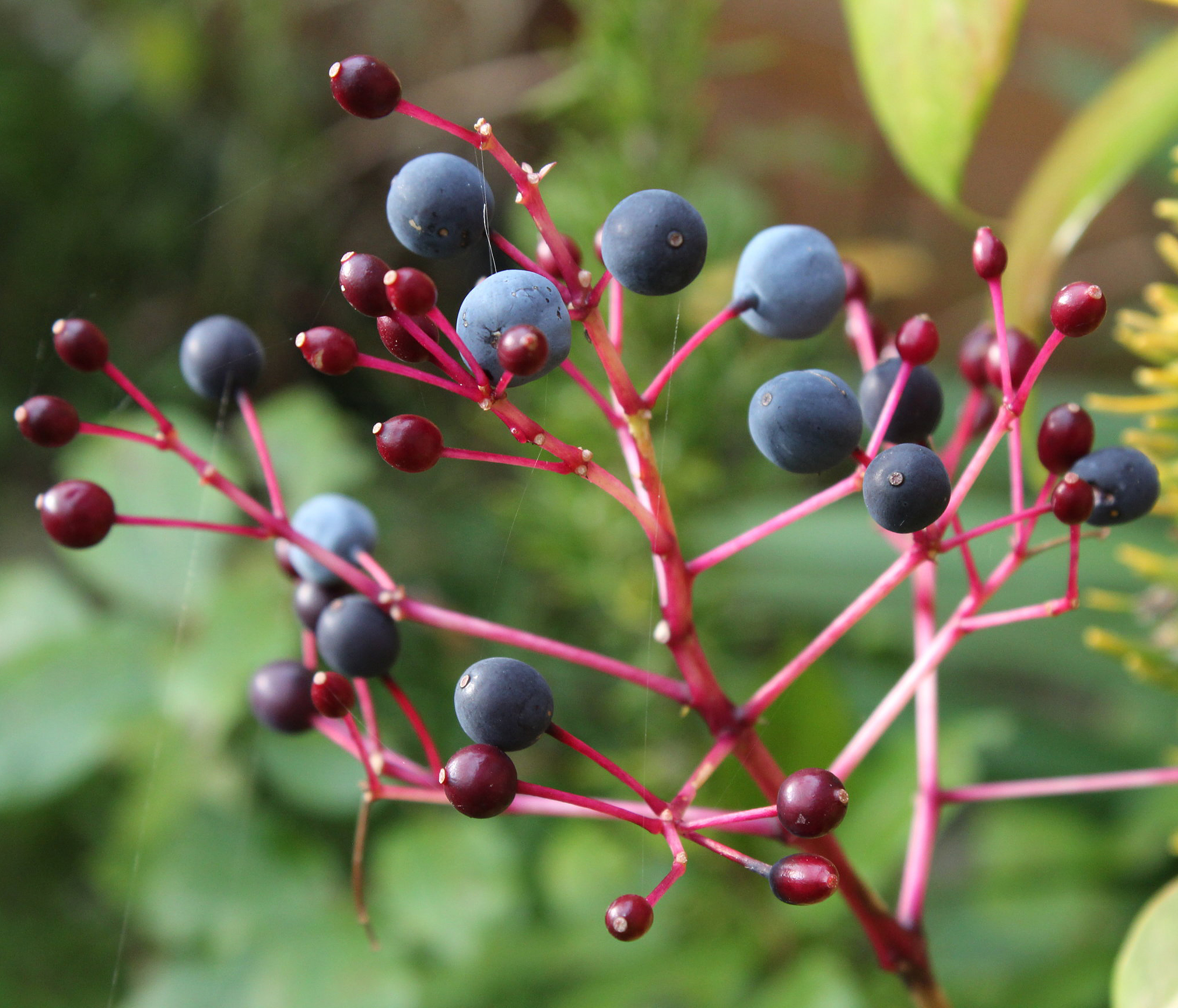 Onagraceae | Fruit and Seed Family ID
