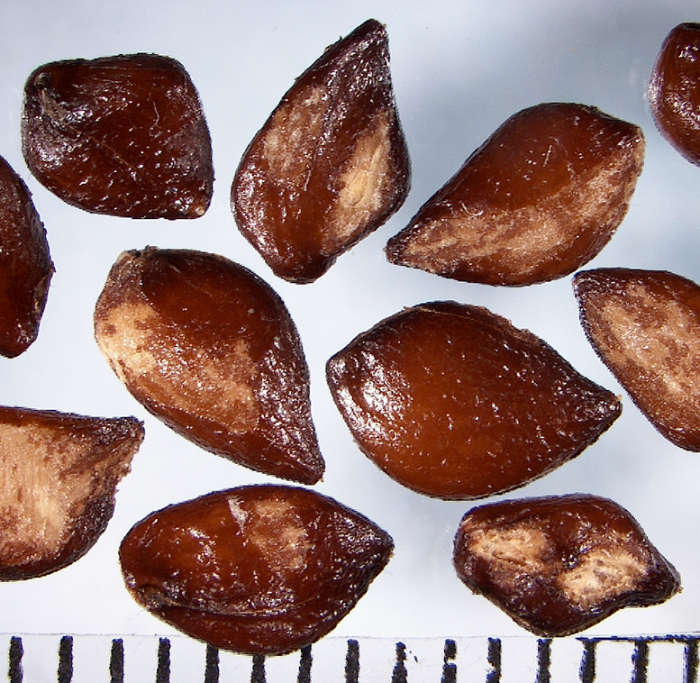 Salicaceae | Fruit and Seed Family ID