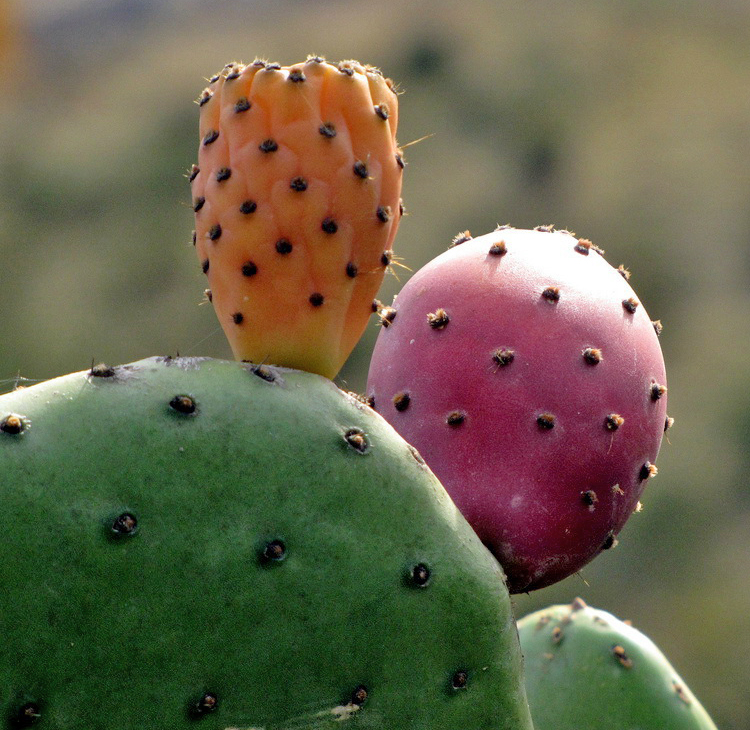 Cactaceae | Fruit and Seed Family ID