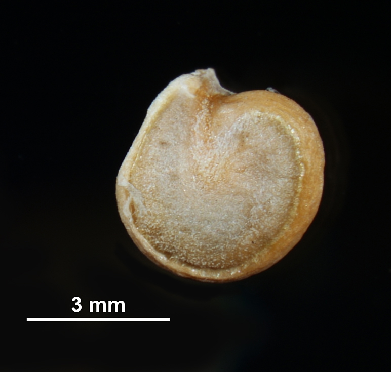 Cactaceae | Fruit and Seed Family ID