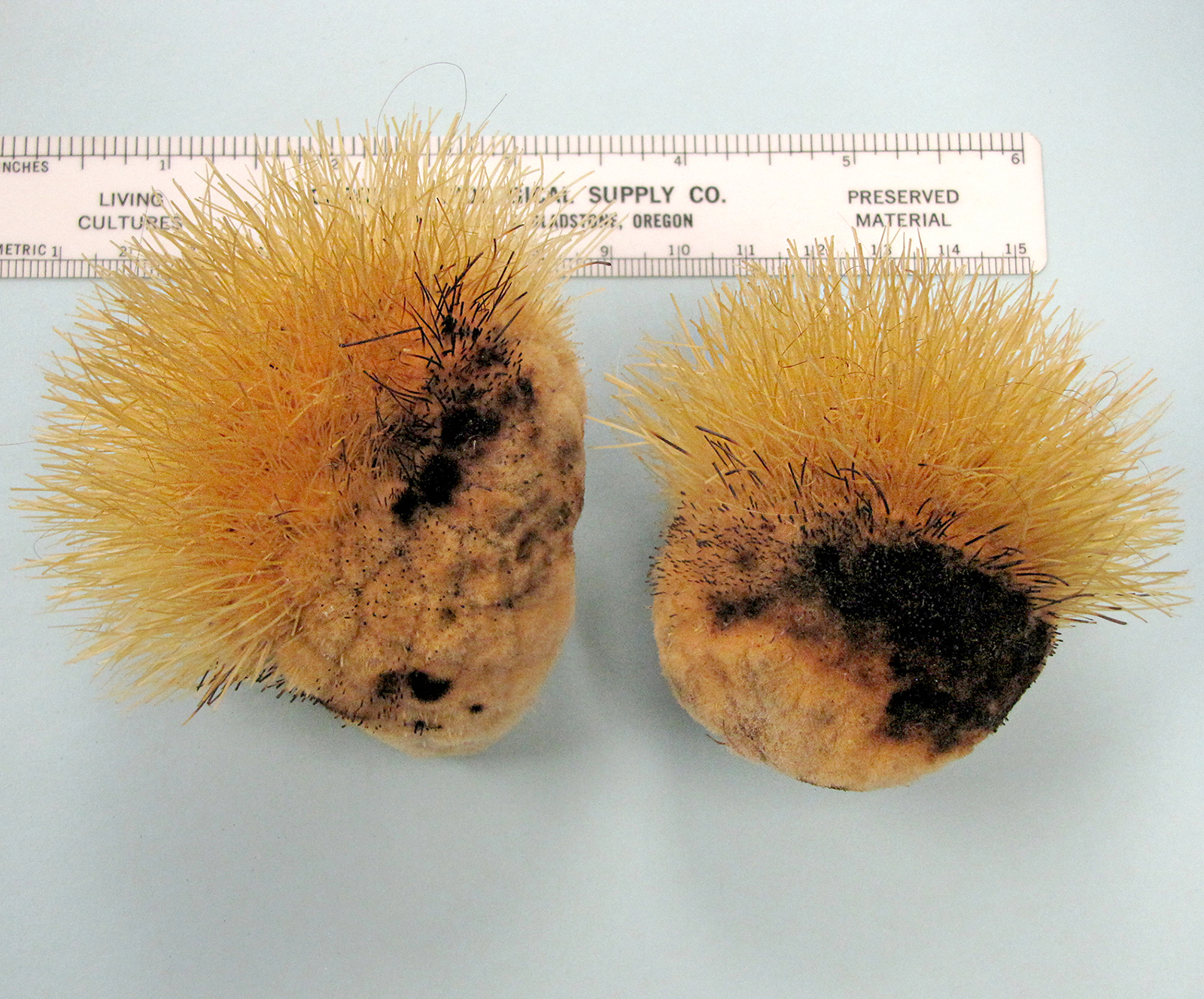 Cactaceae | Fruit and Seed Family ID