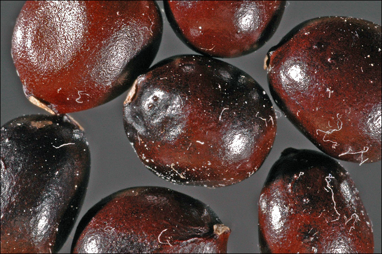 Paeoniaceae | Fruit and Seed Family ID