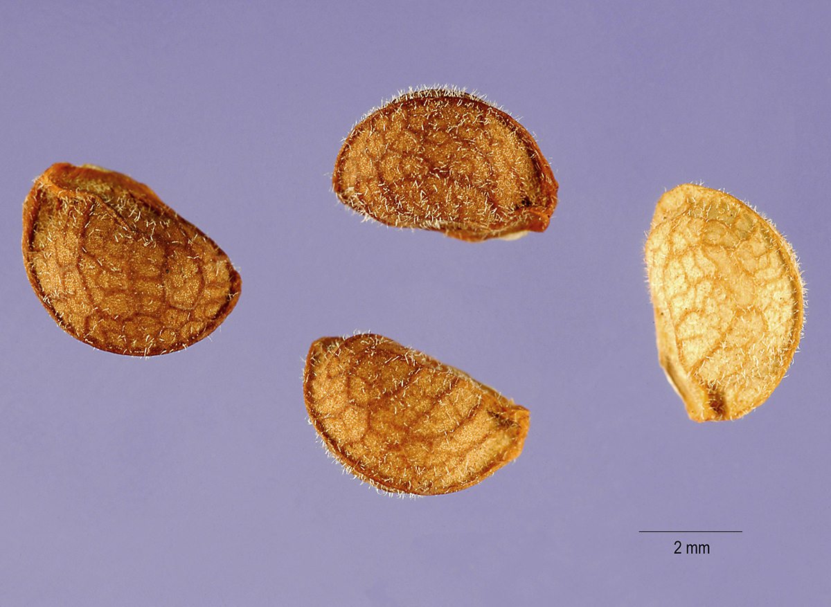 Malvaceae | Fruit and Seed Family ID