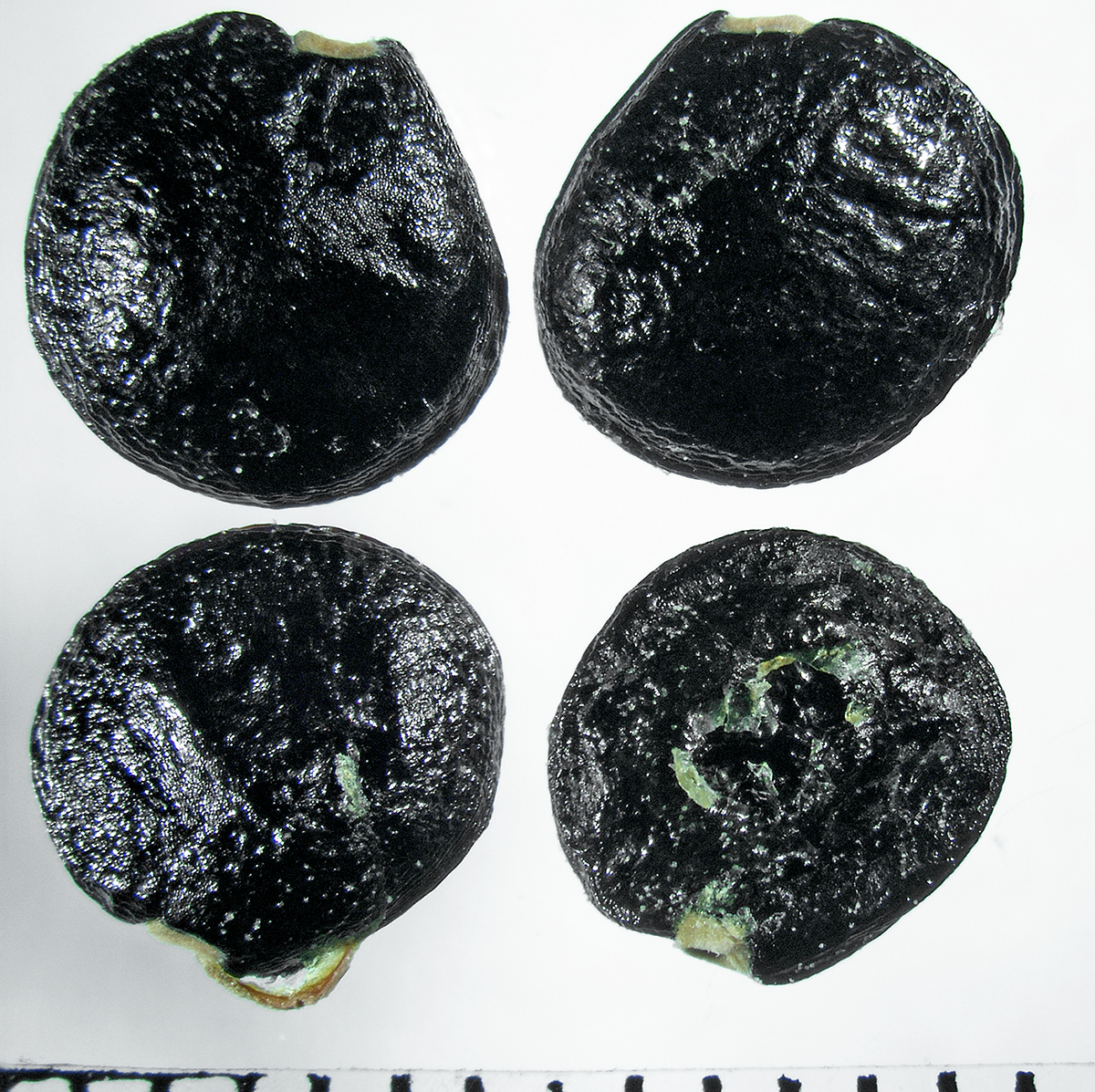 Cactaceae | Fruit and Seed Family ID