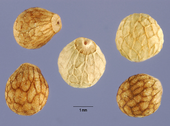 Lamiaceae | Fruit and Seed Family ID