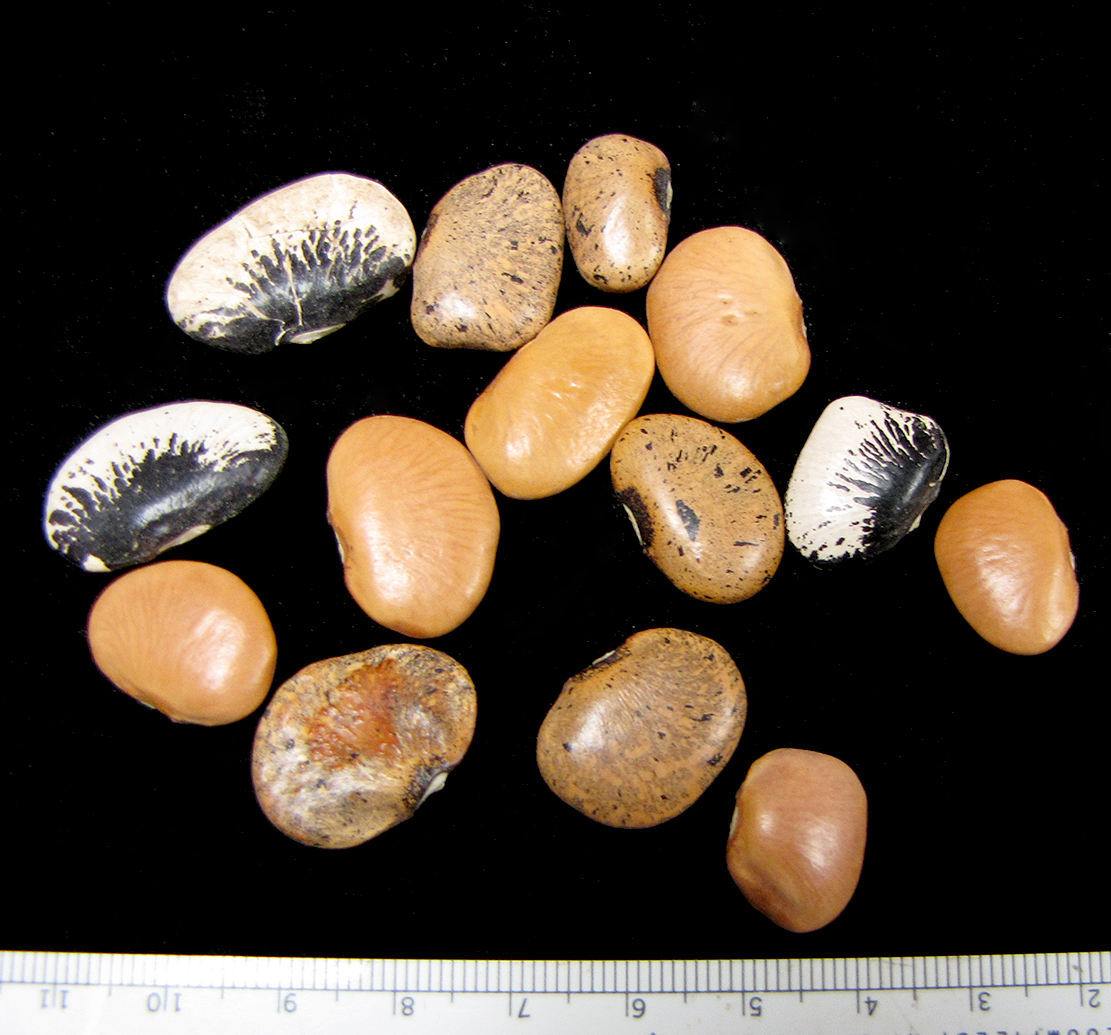 Fabaceae | Fruit and Seed Family ID