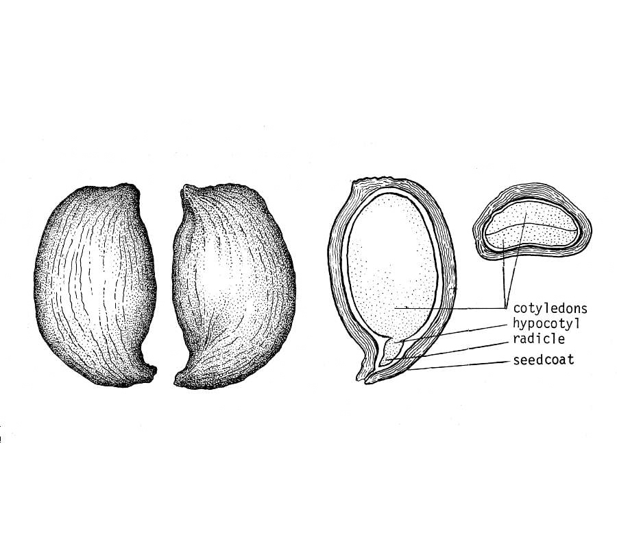 Rosaceae | Fruit and Seed Family ID