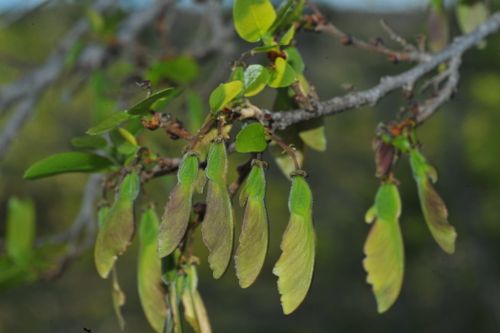 Ulmaceae | Fruit and Seed Family ID