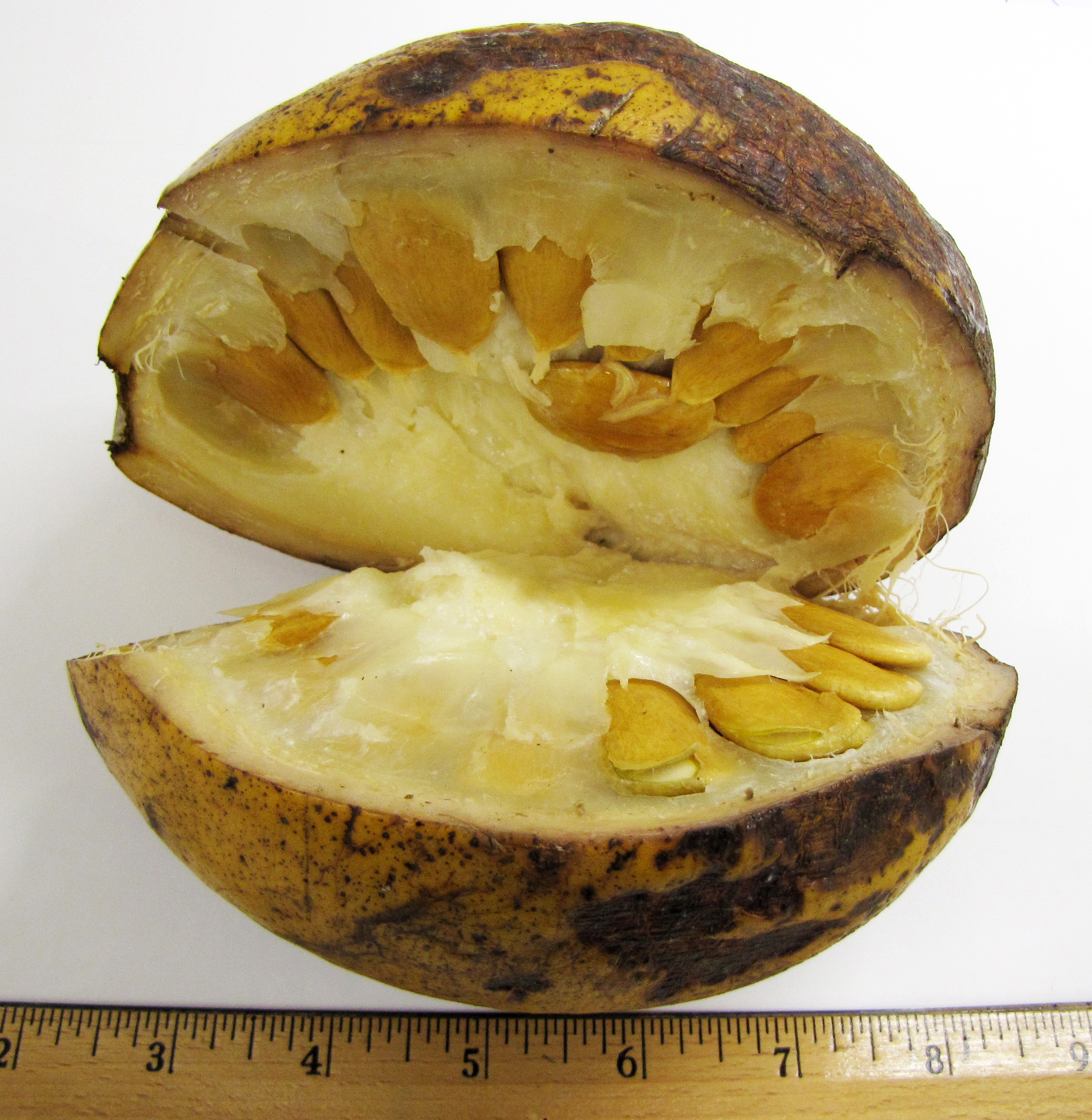 Apocynaceae | Fruit and Seed Family ID