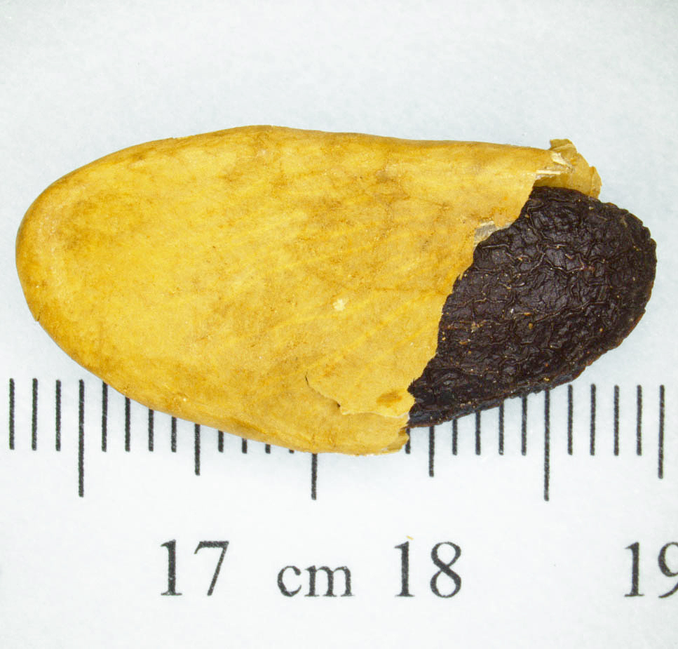 Apocynaceae | Fruit and Seed Family ID