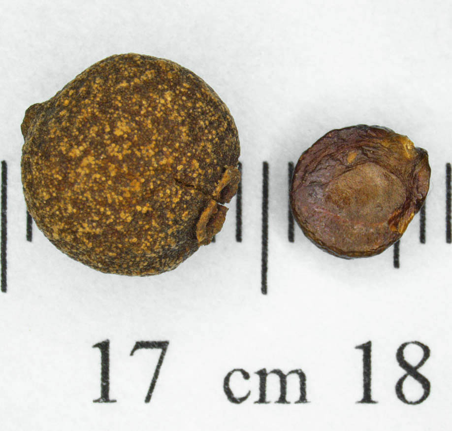 Myrtaceae | Fruit and Seed Family ID