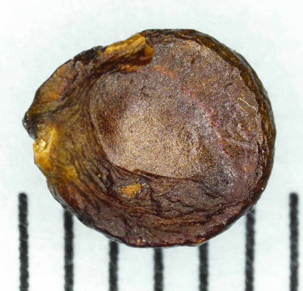 Myrtaceae | Fruit and Seed Family ID