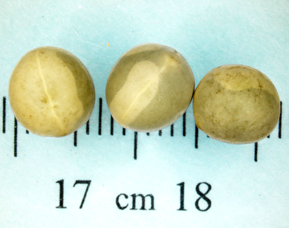 Fabaceae | Fruit and Seed Family ID