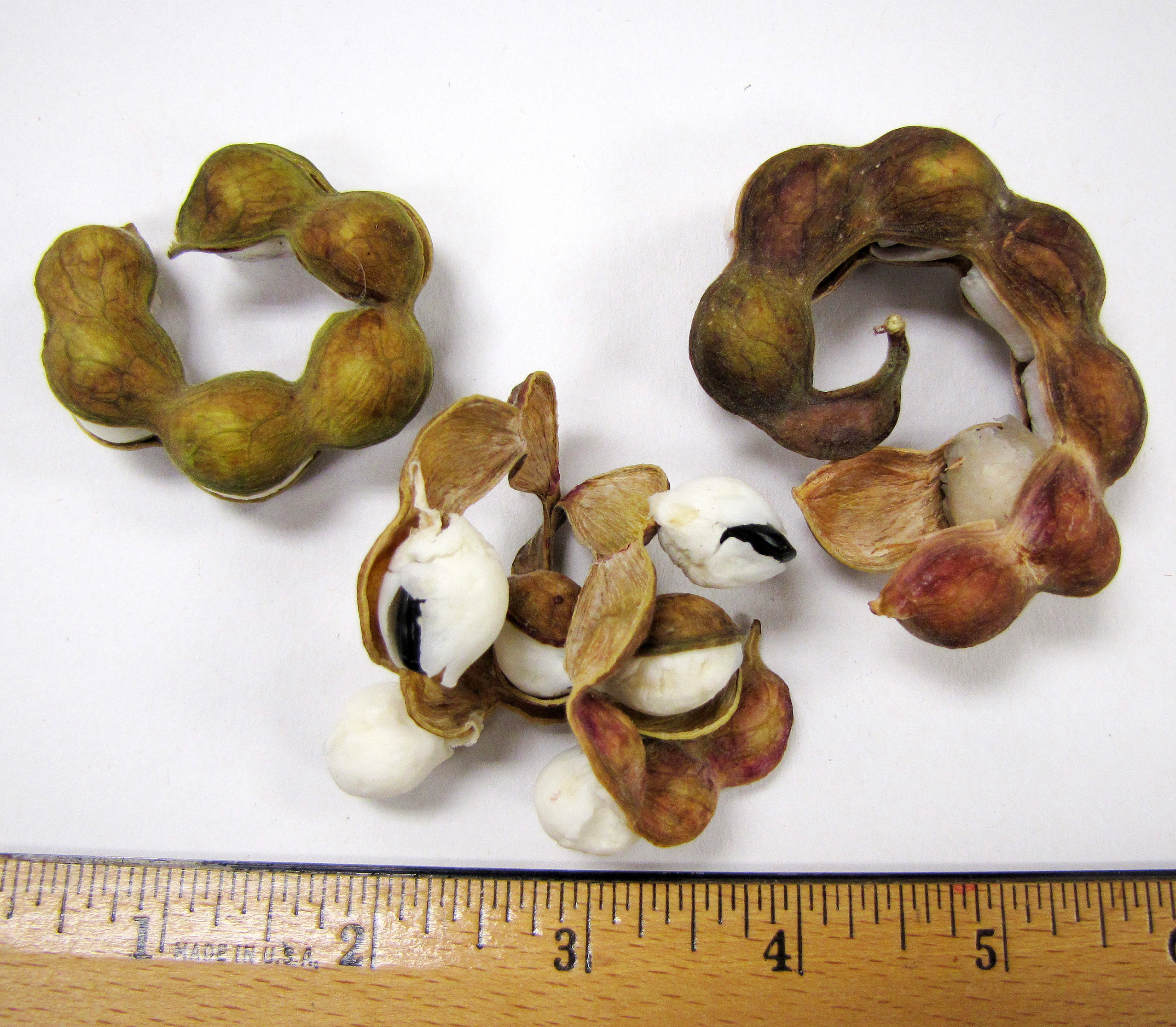 Fabaceae | Fruit and Seed Family ID