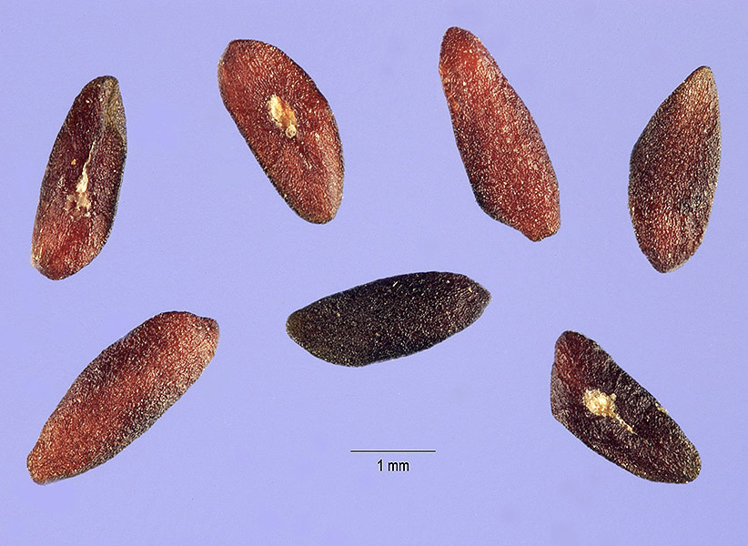 Plantaginaceae | Fruit and Seed Family ID