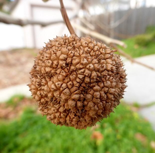 Platanaceae | Fruit and Seed Family ID