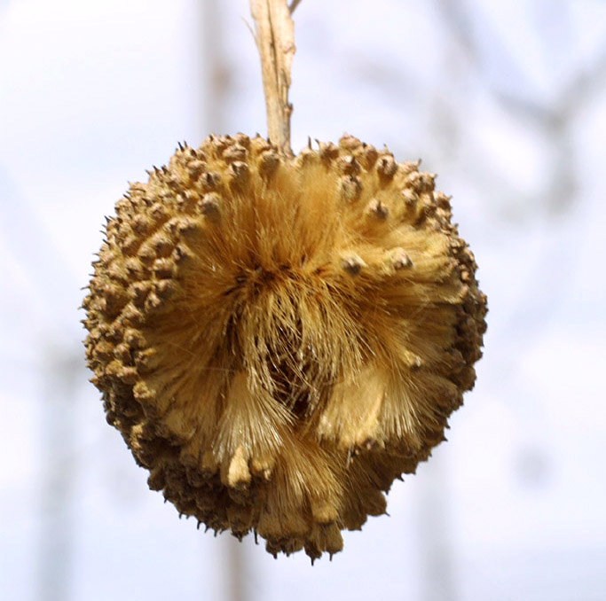 Platanaceae | Fruit and Seed Family ID