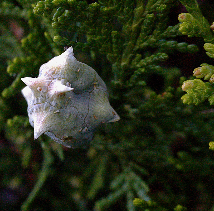 Cupressaceae | Fruit and Seed Family ID