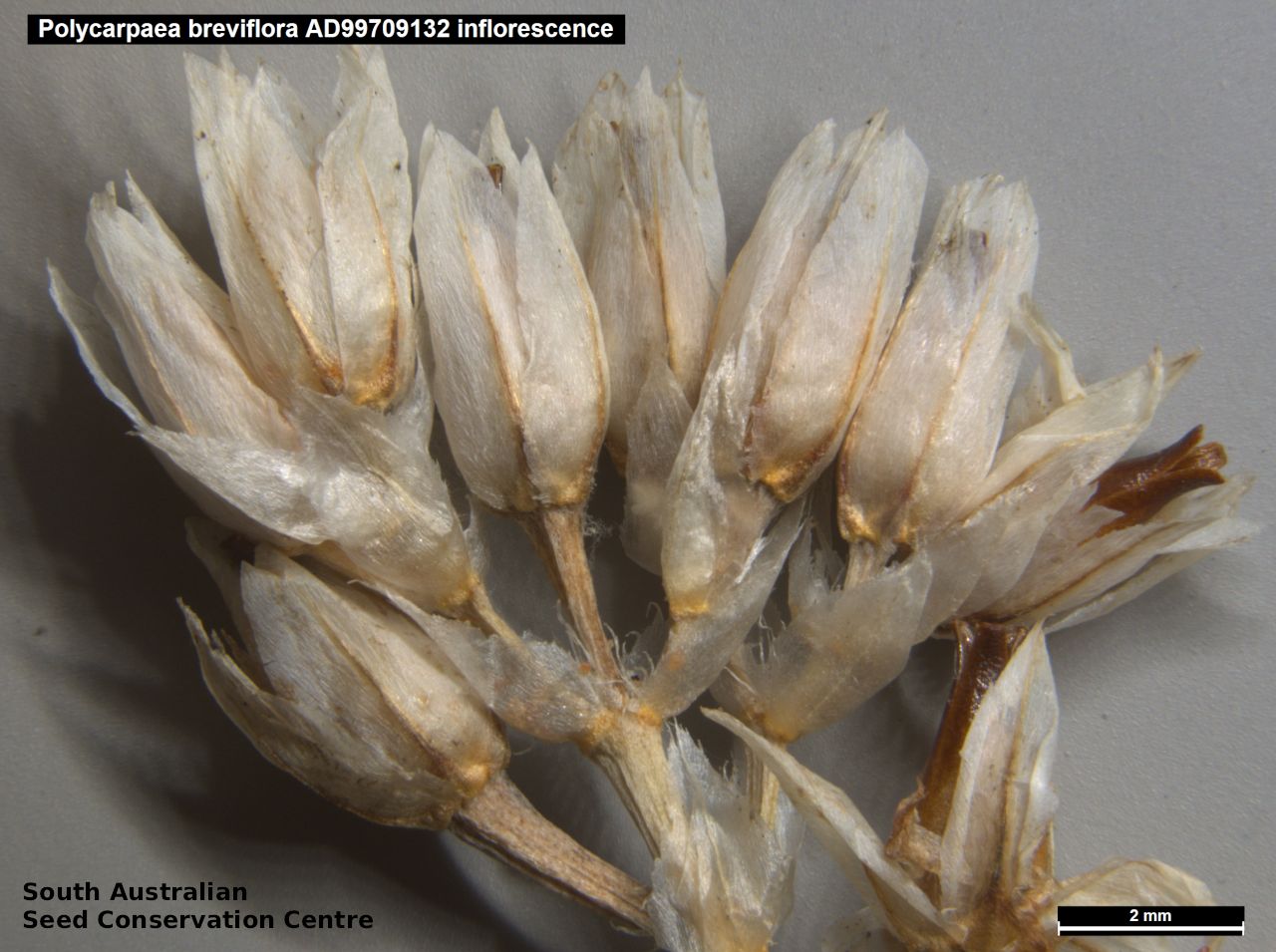 Caryophyllaceae | Fruit and Seed Family ID