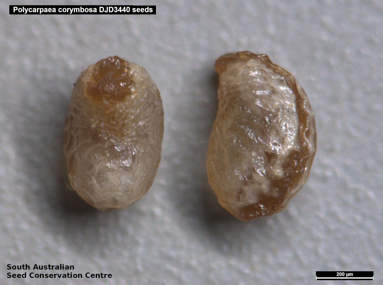 Caryophyllaceae | Fruit and Seed Family ID