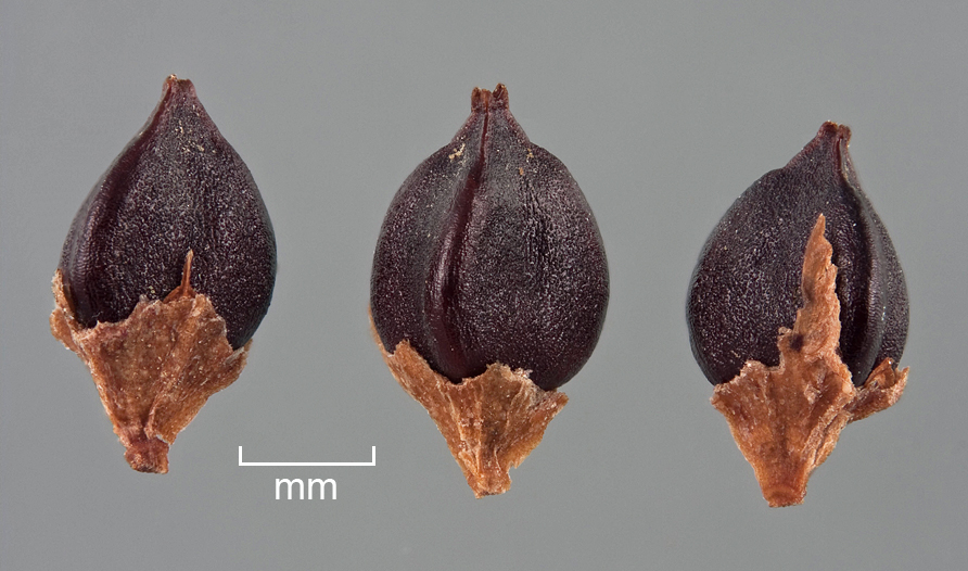 Polygonaceae | Fruit and Seed Family ID
