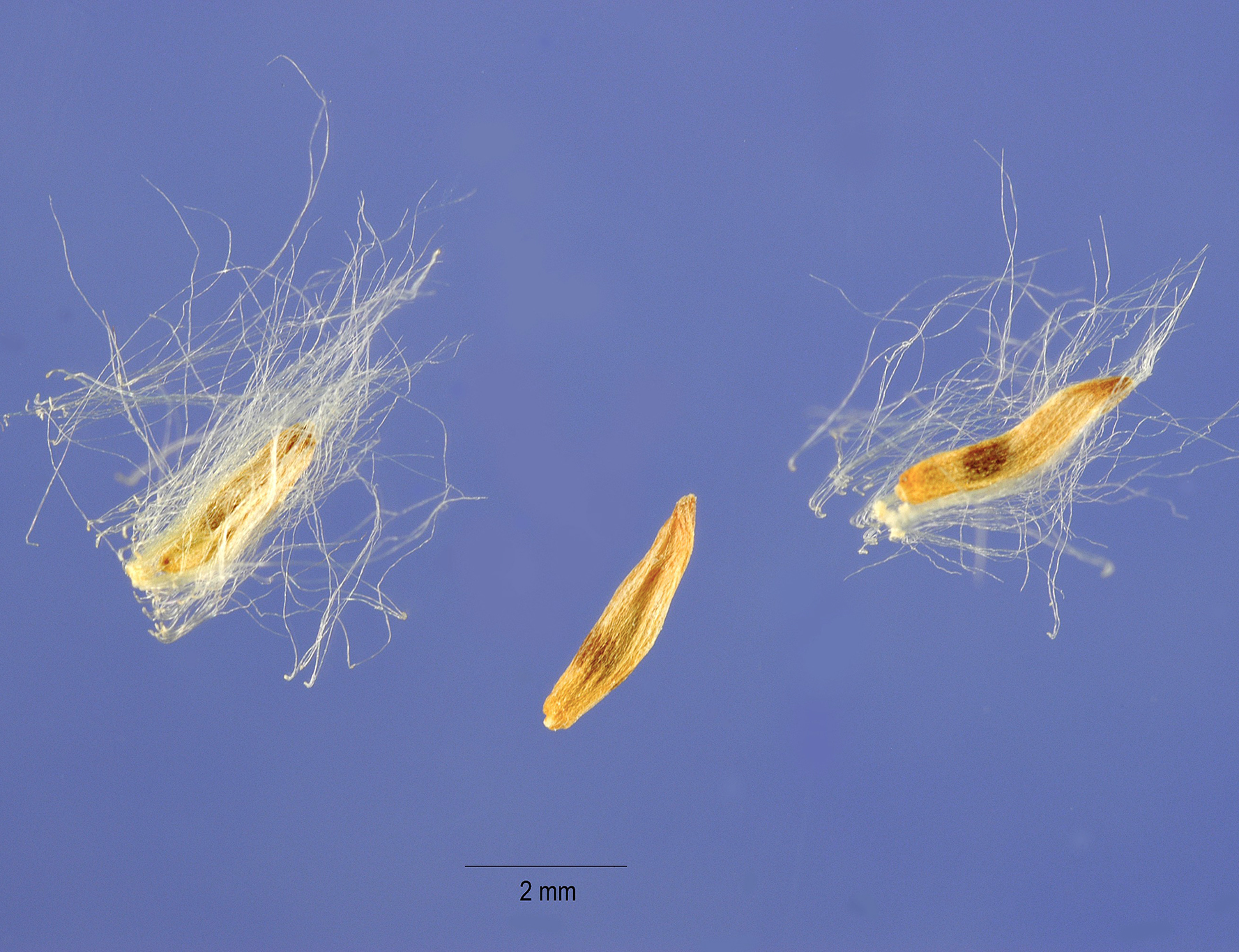 Salicaceae | Fruit and Seed Family ID