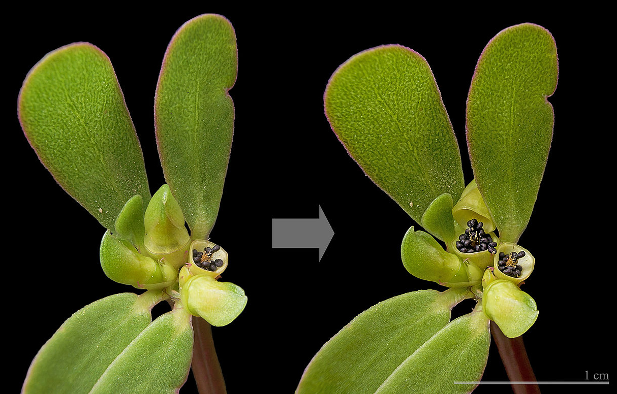 Portulacaceae | Fruit and Seed Family ID