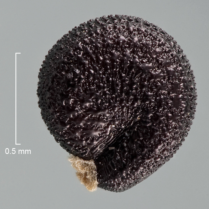 Portulacaceae | Fruit and Seed Family ID