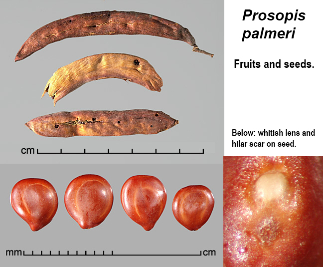 Fabaceae | Fruit and Seed Family ID